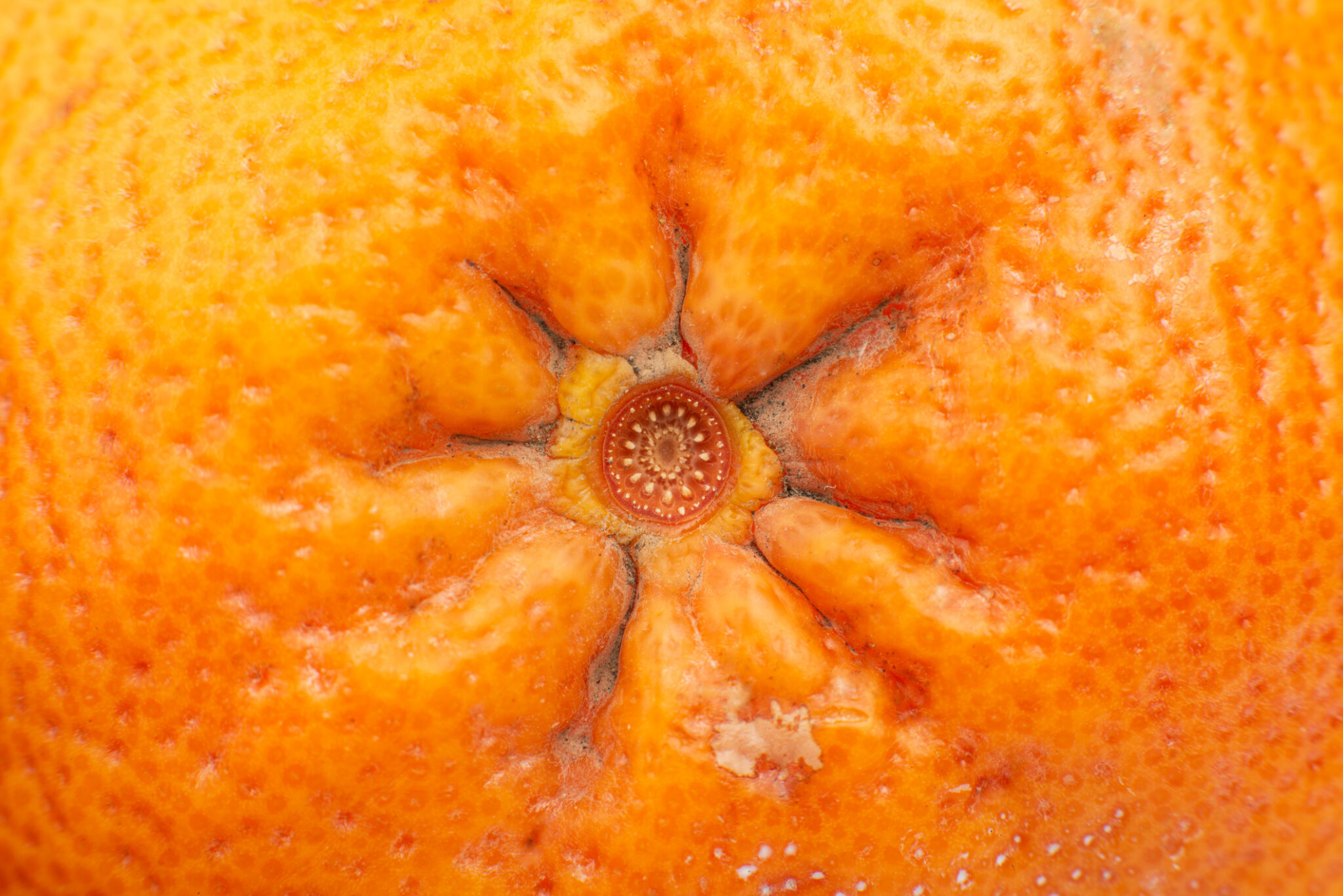 The Secret to a Good Orange Is Its Butthole | Topical Fruit